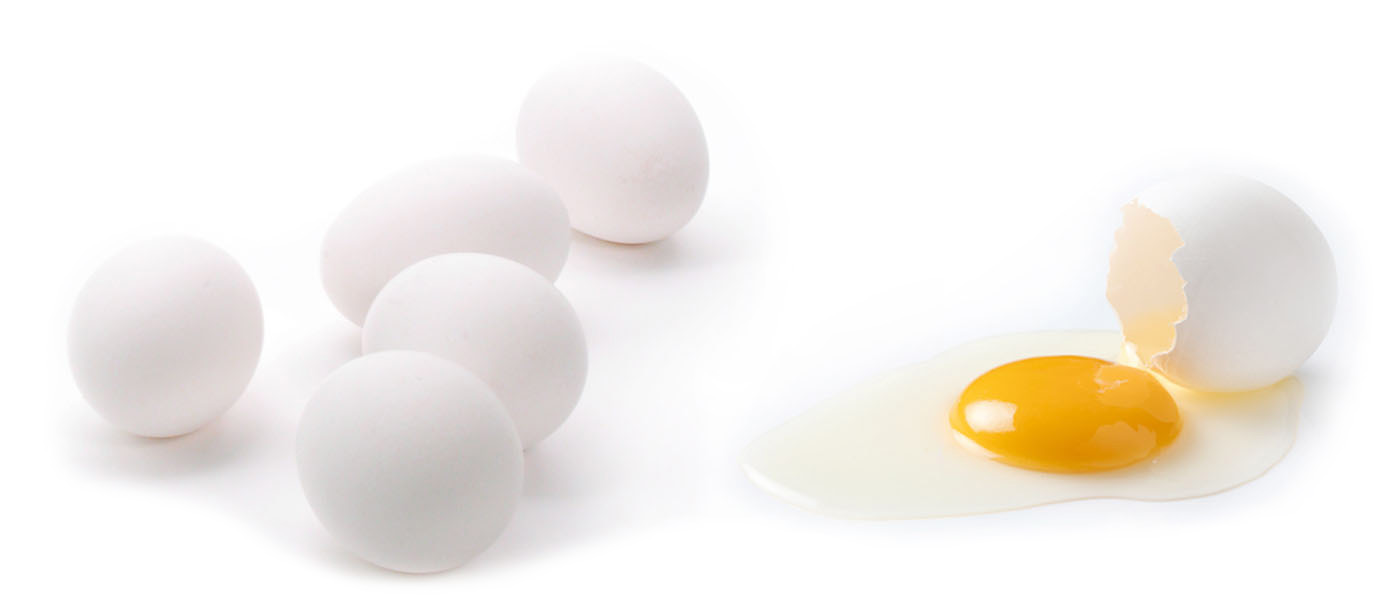 Estructura del huevo – Avicoper